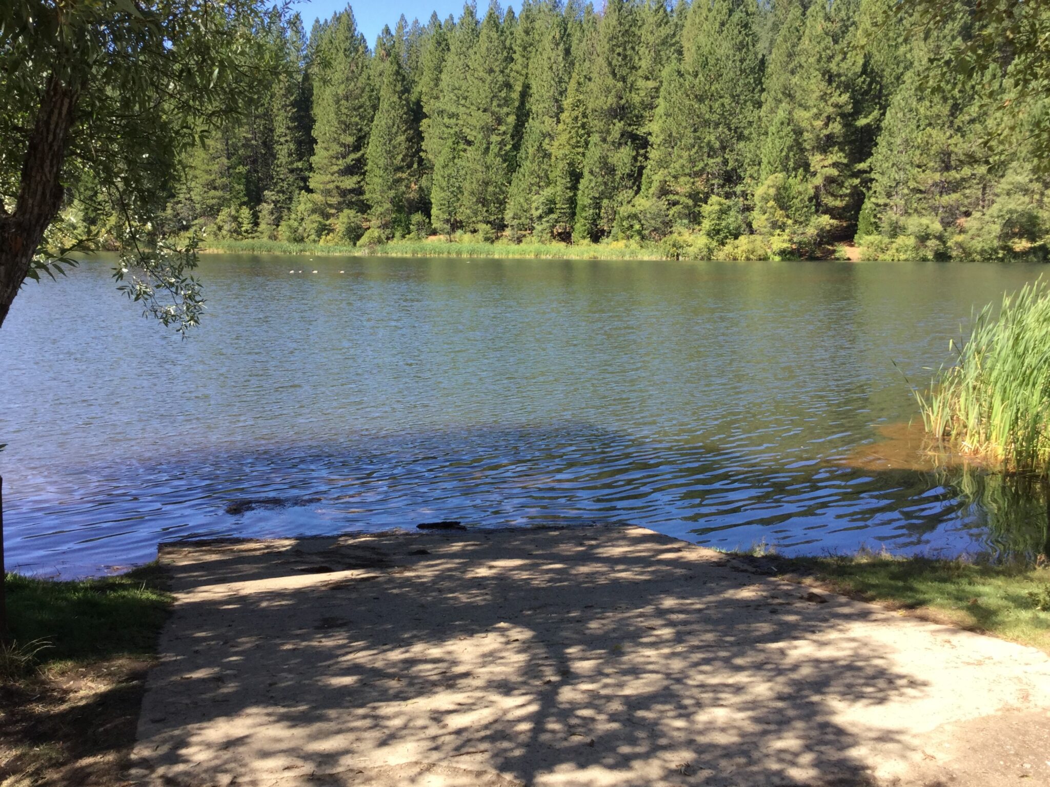 White Pines Park Committee 3204